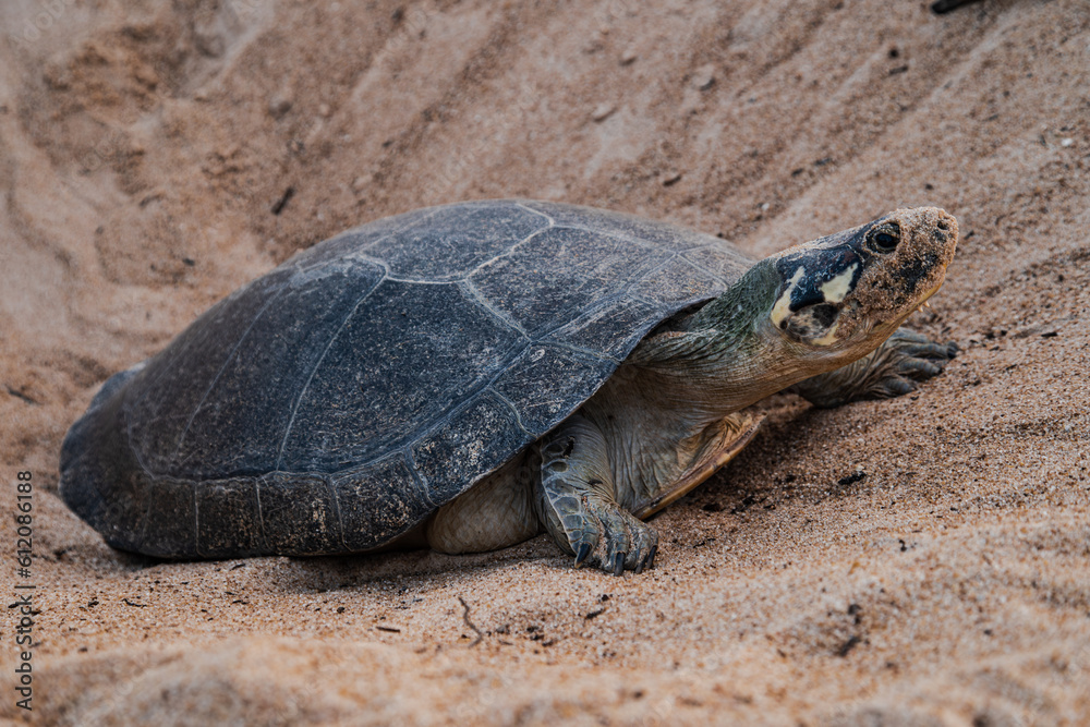 Stock-Foto „The Arrau turtle (Podocnemis expansa), also known as the ...