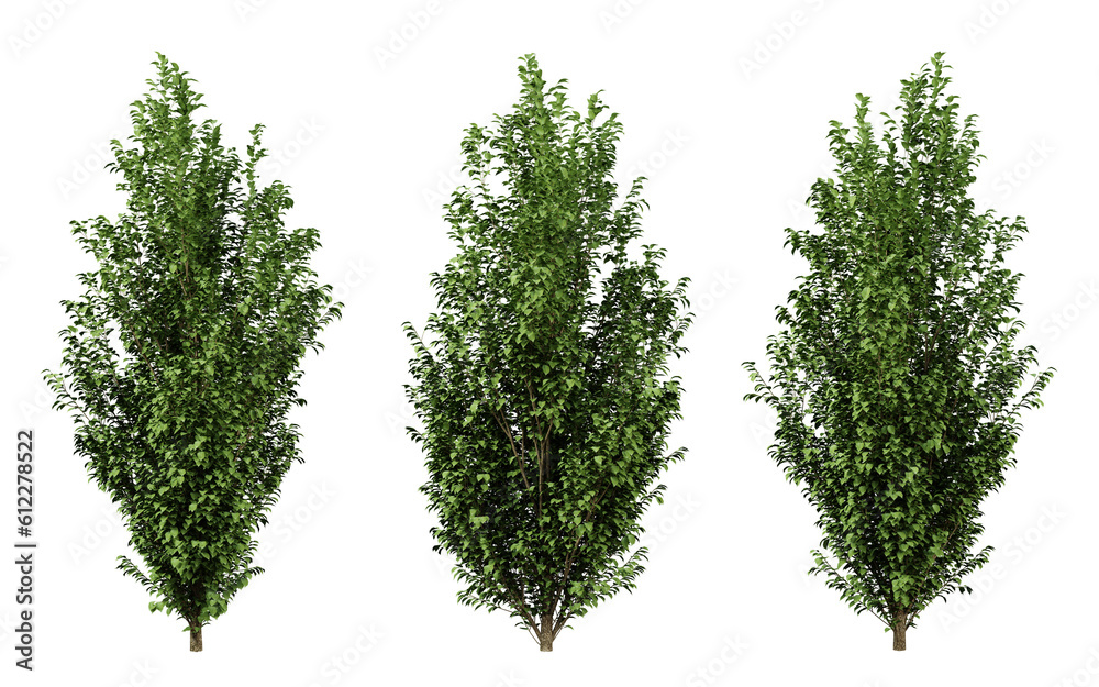 Carpinus betulus trees in transparent background, png tree, hornbeam ...