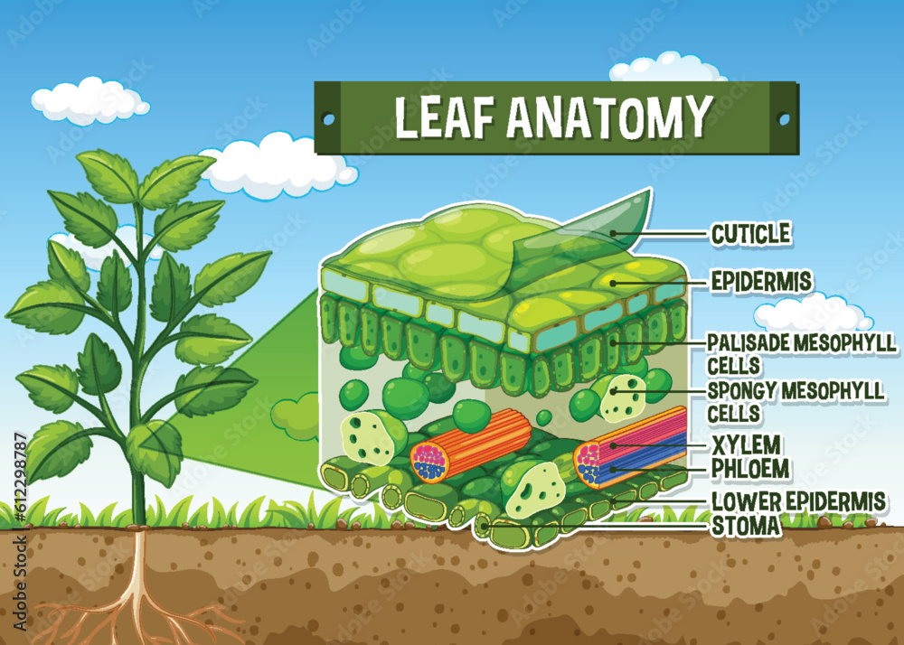 Internal structure of leaf diagram Stock Vector | Adobe Stock