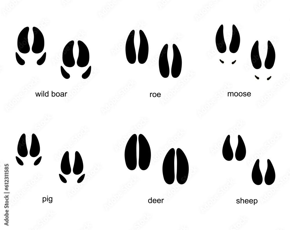 Traces of ungulate Animals, animal track. Traces of elk, wild boar ...
