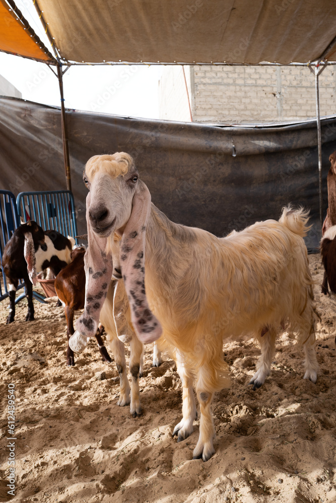 chèvre afghane aux longues oreilles dans une foire exposition agricole ...