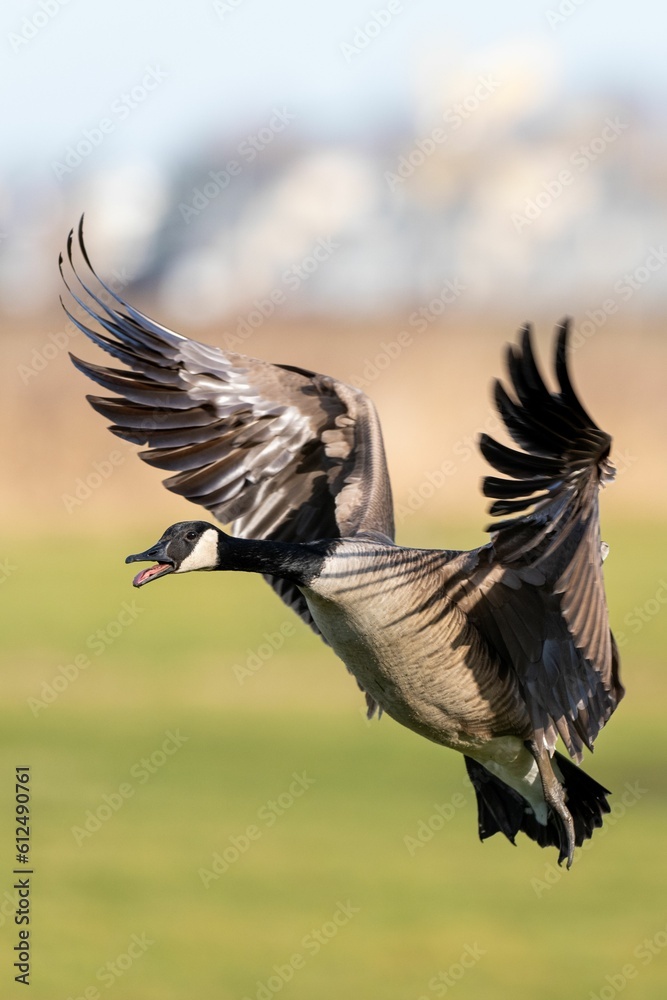 Vertical of an aggressive Canadian goose (Branta canadensis) with ...