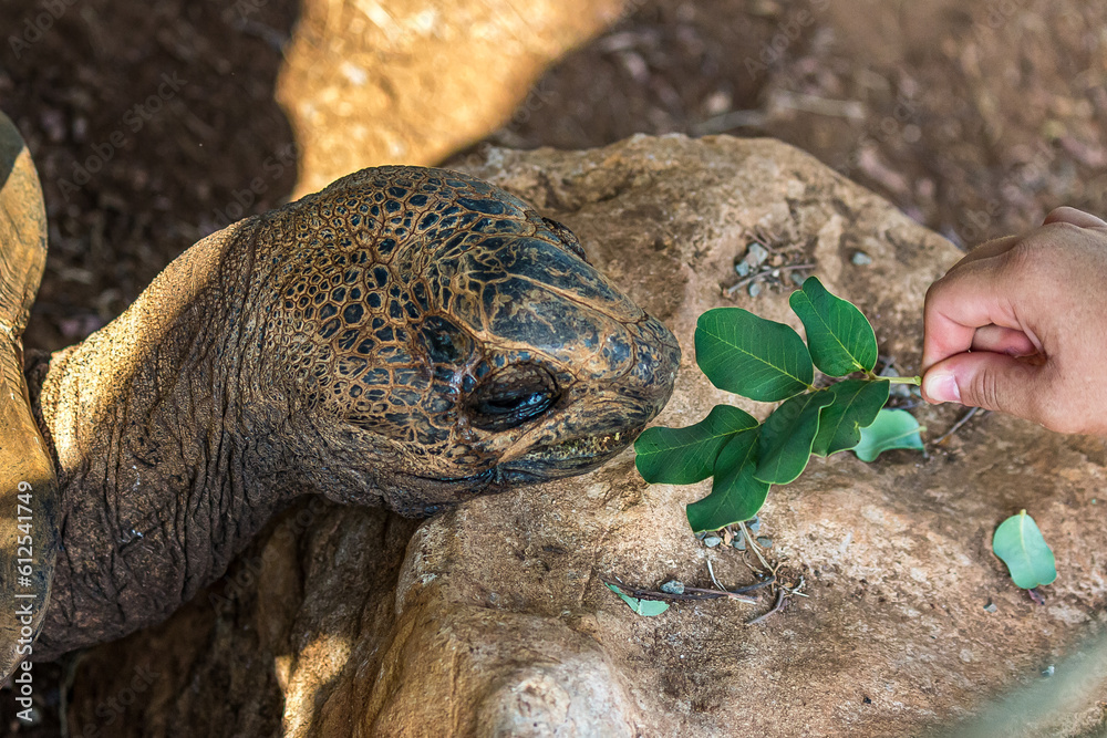 Foto de Stock The girl feeds a large elephant tortoise (Chelonoidis ...