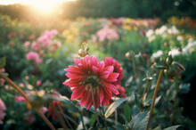 Summer Flower Garden Free Stock Photo - Public Domain Pictures