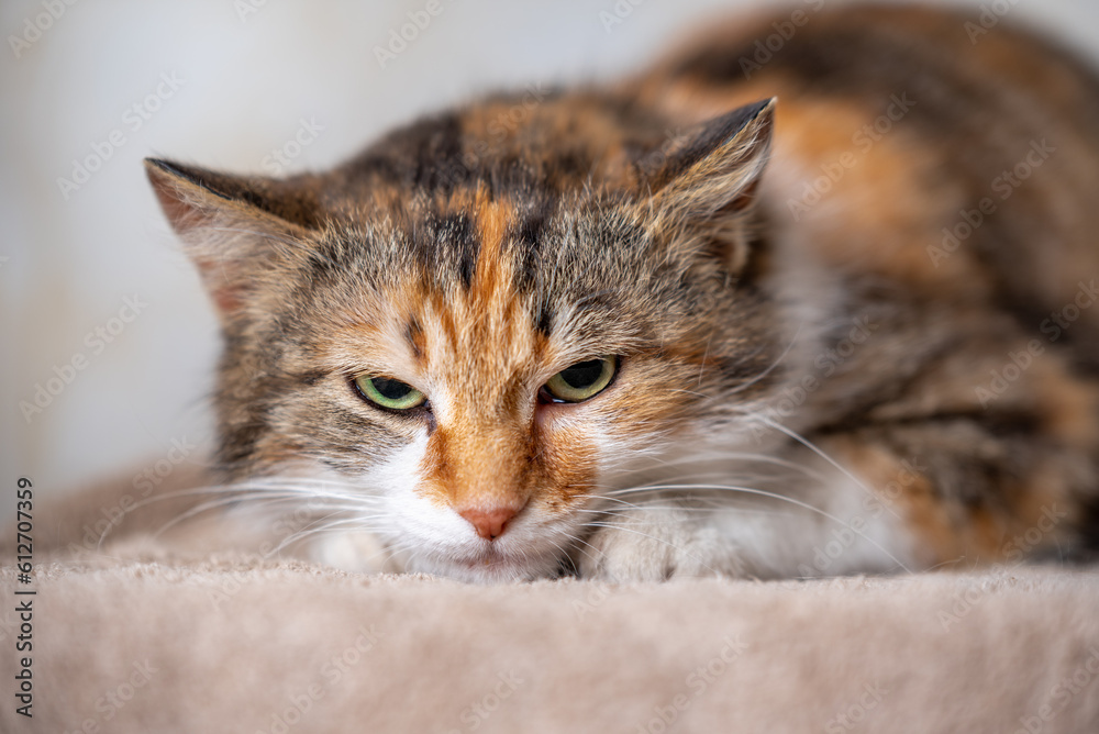 tricolor mottled angry cat has clung to the carpet and looks ...