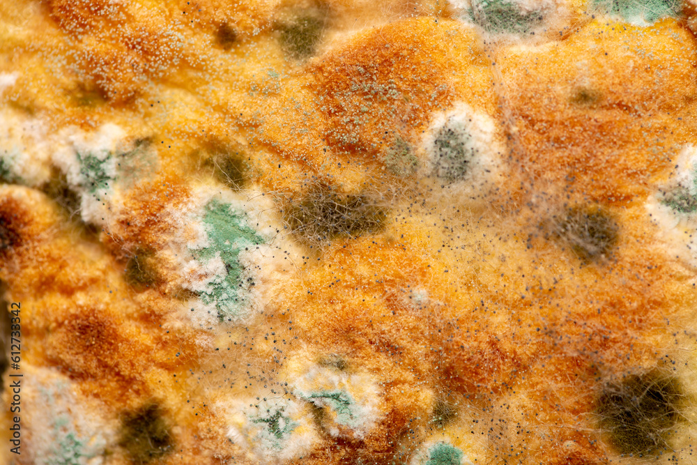 Mold on bread close-up macro. Mold on food. Fluffy mold spores as a ...