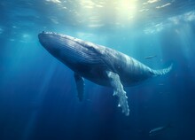 Blue Whale Free Stock Photo - Public Domain Pictures