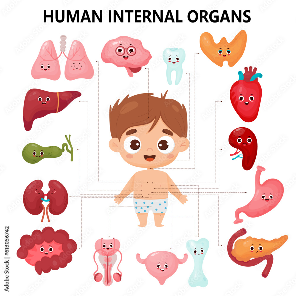 Male organs cartoon funny characters. Anatomy human body. Infographic ...