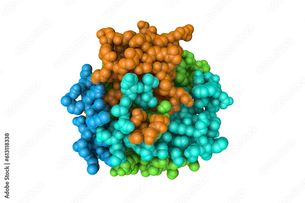 Crystallographic structure of human gamma-thrombin. Space-filling ...
