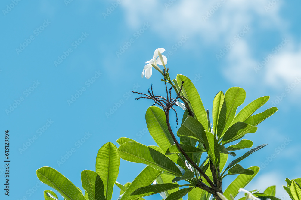 Flowers at Pearl Harbor Visitor Center, Honolulu, Oahu, Hawaii ...
