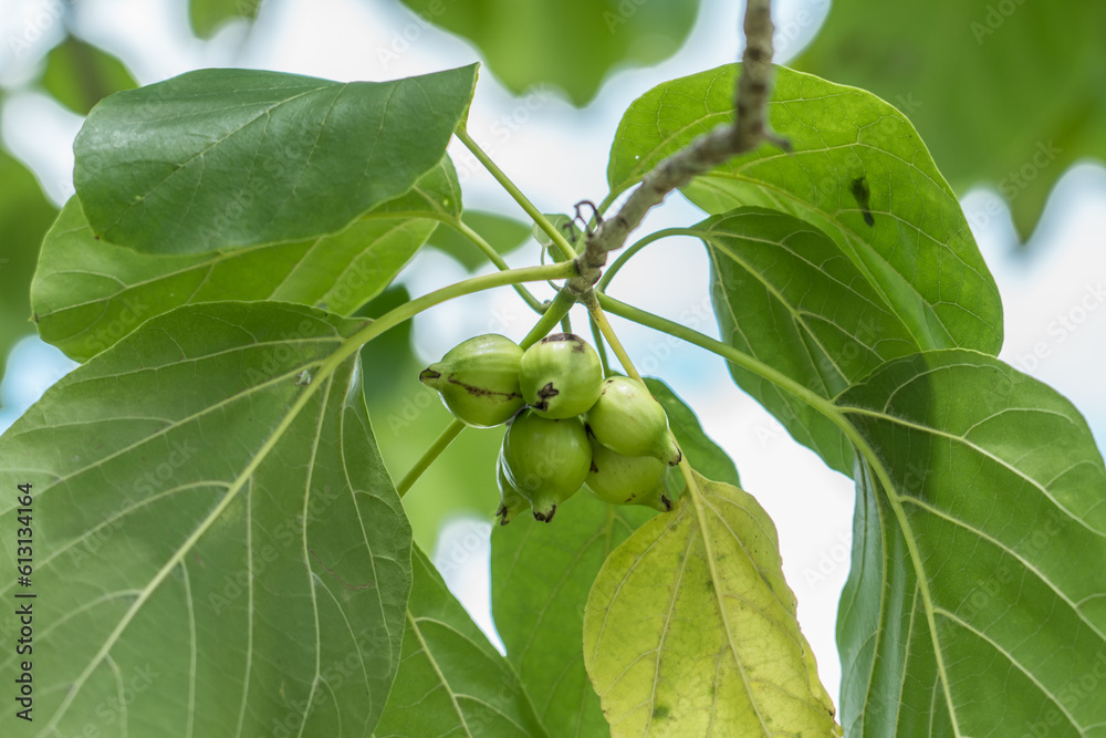 Cordia subcordata is a species of flowering tree in the borage family ...