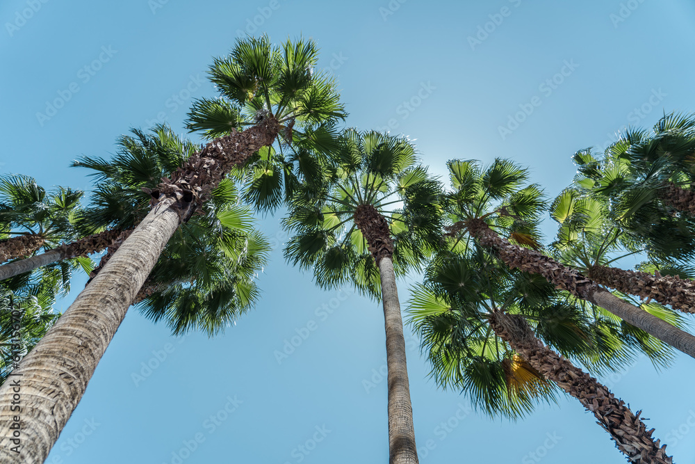 Washingtonia robusta, known by common name as the Mexican fan palm ...