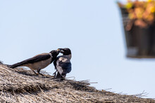 Crow With Nesting Material Free Stock Photo - Public Domain Pictures