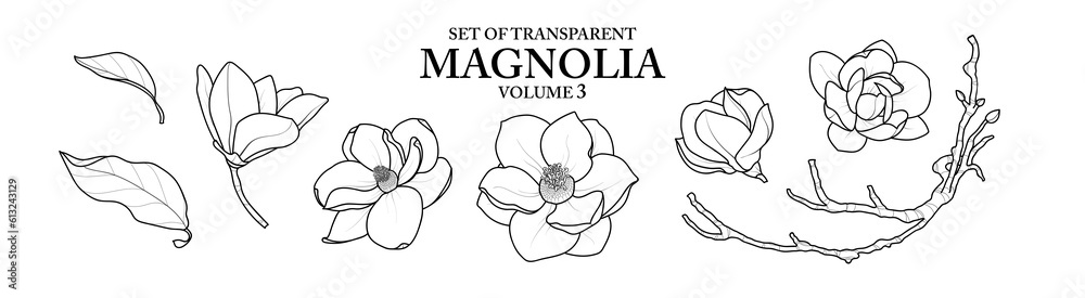 Cute hand drawn isolated black outline Magnolia on transparent ...