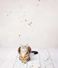 Cat Congratulations Card Free Stock Photo - Public Domain Pictures