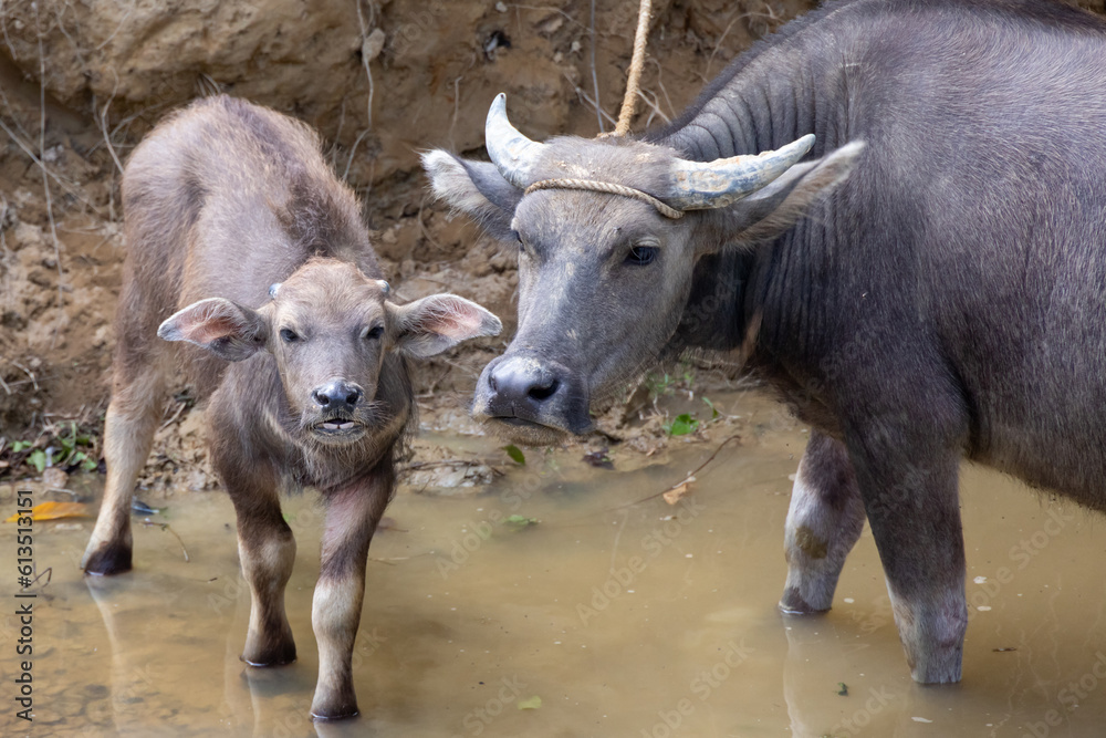 Close up shot of a mother carabao (Bubalus bubalis), a species of water ...