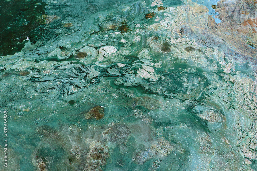 Bright blue-green algae (cyanobacteria) on water and beach sand. Close ...