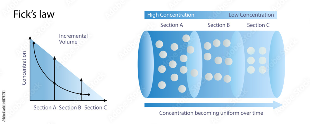 Adolf Fick's laws of diffusion process vector illustration. Movement of ...