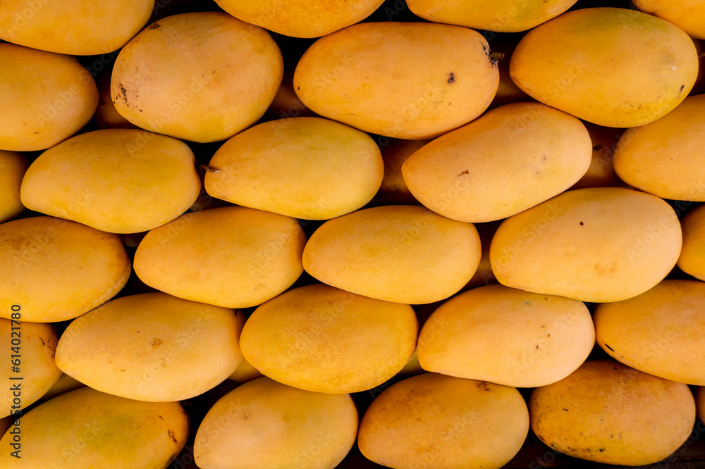 Rows of ripe Guimaras Mangoes, renowned for its exceptional sweetness ...