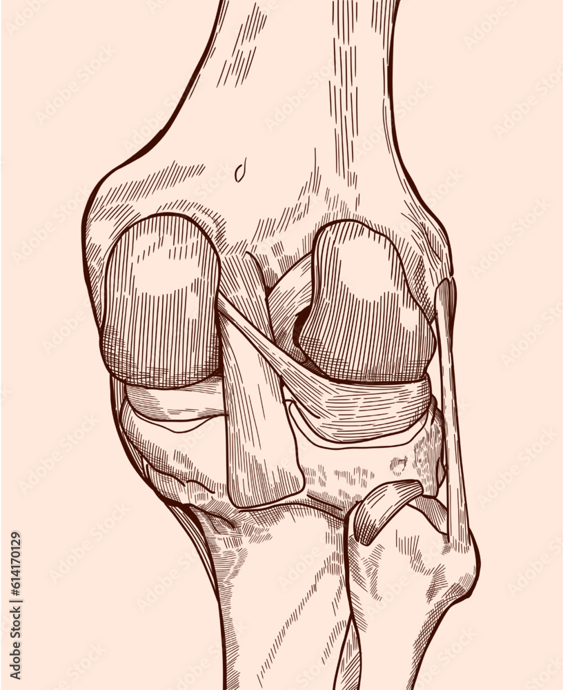 Hand drawn back view knee joint bones and ligaments. Medical ...