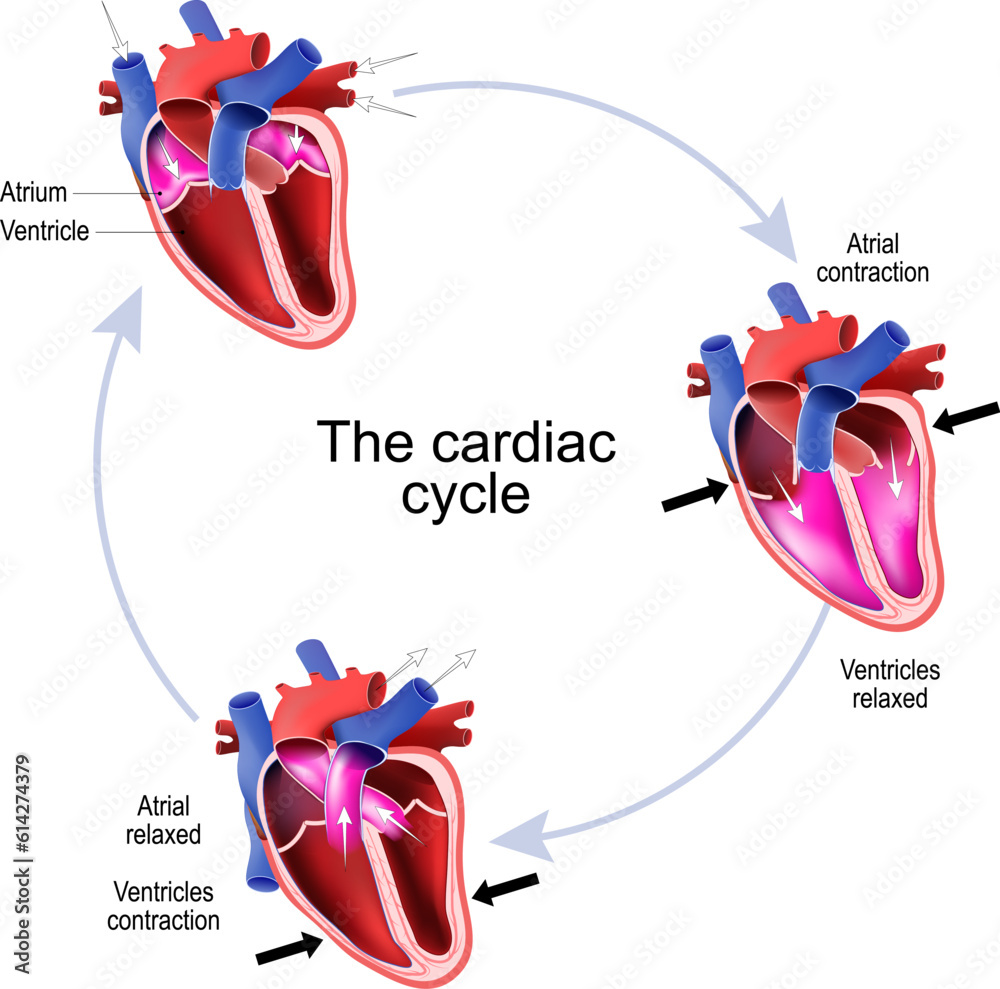 Phases of the Cardiac Cycle Stock Vector | Adobe Stock