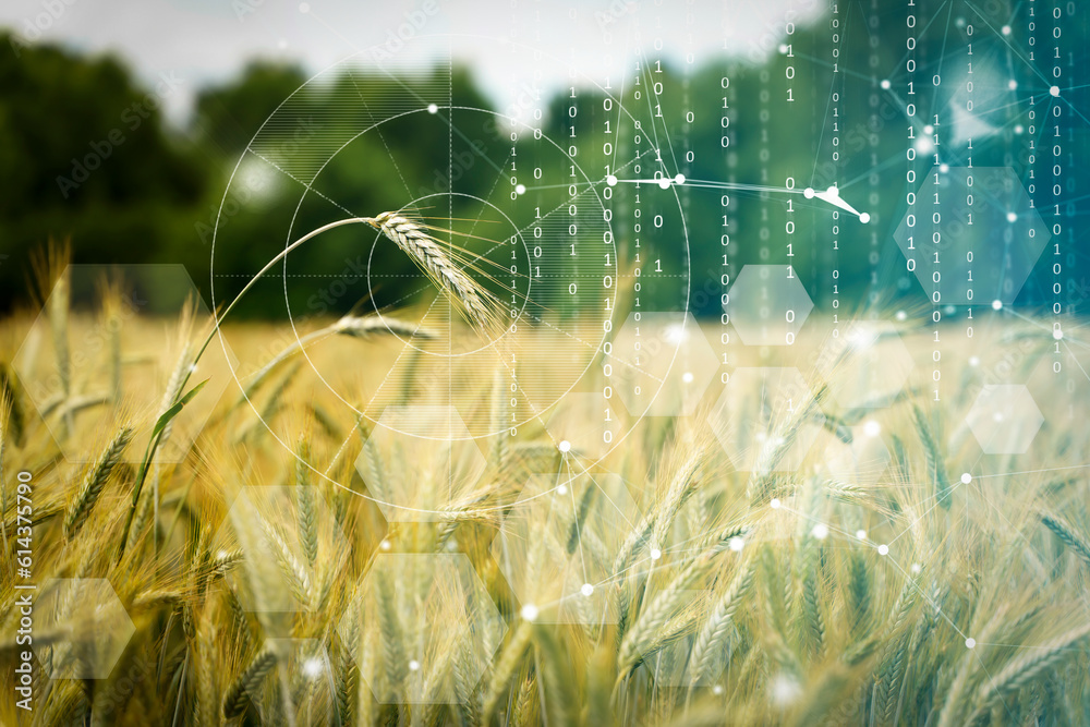 Agricultural technologies on the farm. Wheat field with holographic ...