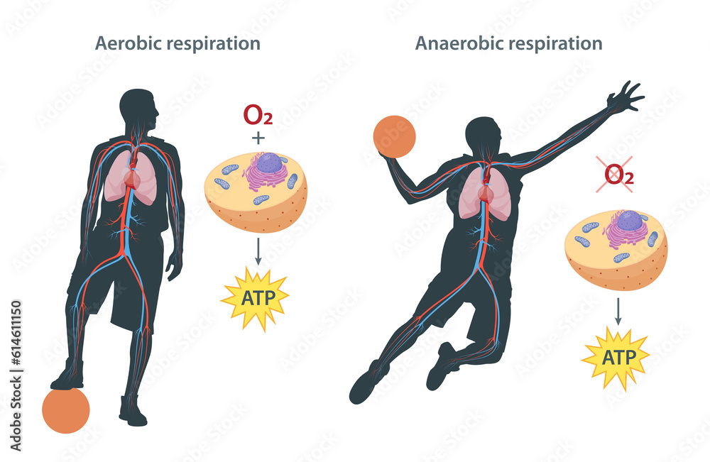 Difference between aerobic and anaerobic respiration Stock Illustration ...