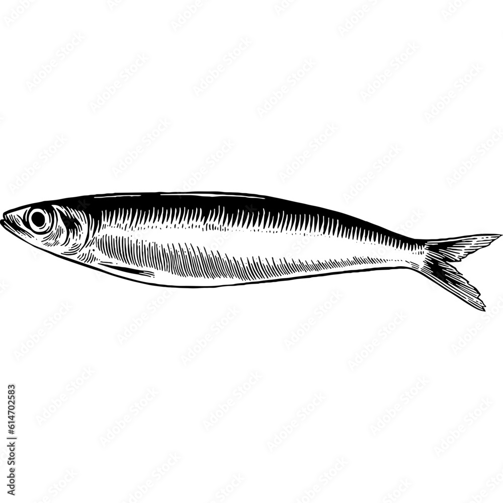 Hand drawn Sardines Sketch Illustration Stock Vector | Adobe Stock