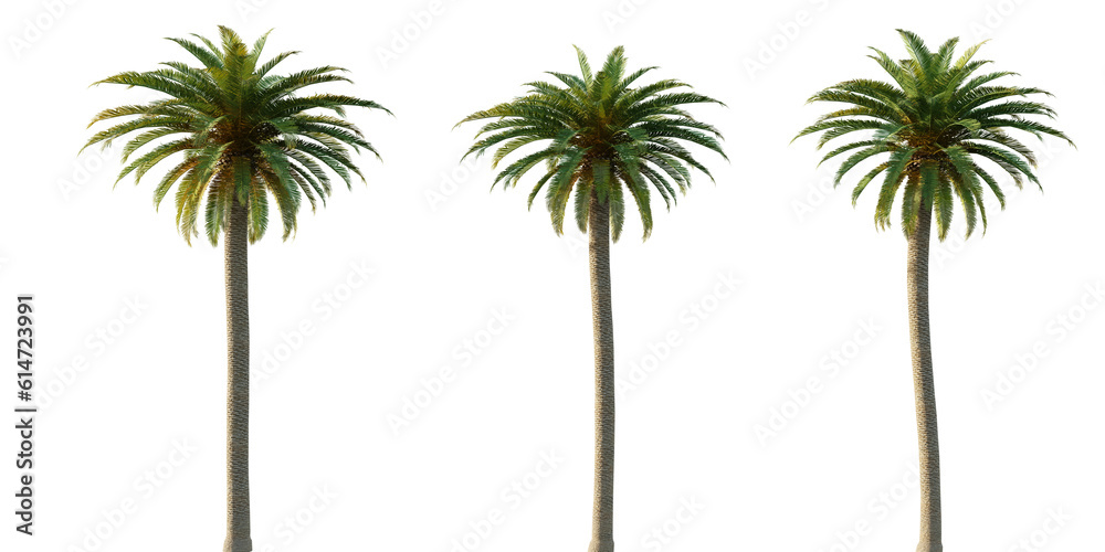 isolated cutout artistic dates palm tree, best use for landscape design ...