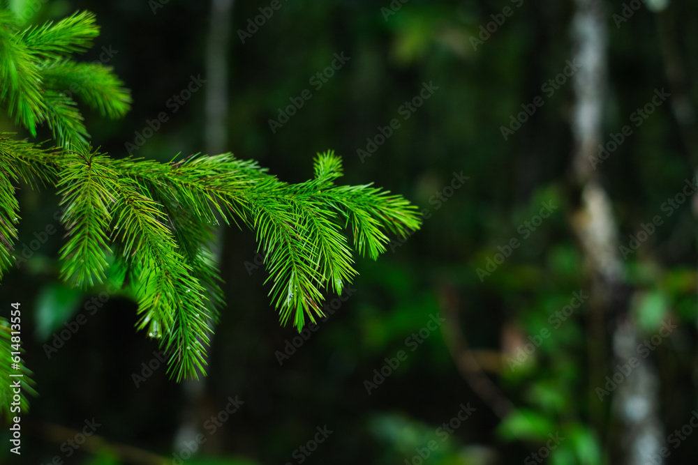 Pine leaf tree background, Evergreen texture. Green and refresh rain ...