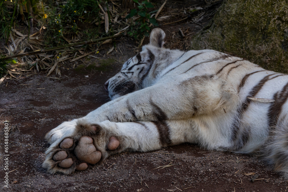 Biopark - Zoo of Rome. Family day together to discover wild animals ...
