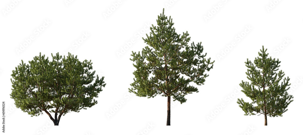 Pinus sylvestris Scotch pine bush shrub and trree isolated png on a ...