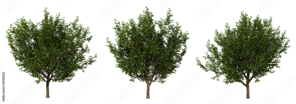 Malus coronaria trees on transparent background, garden design, malus ...