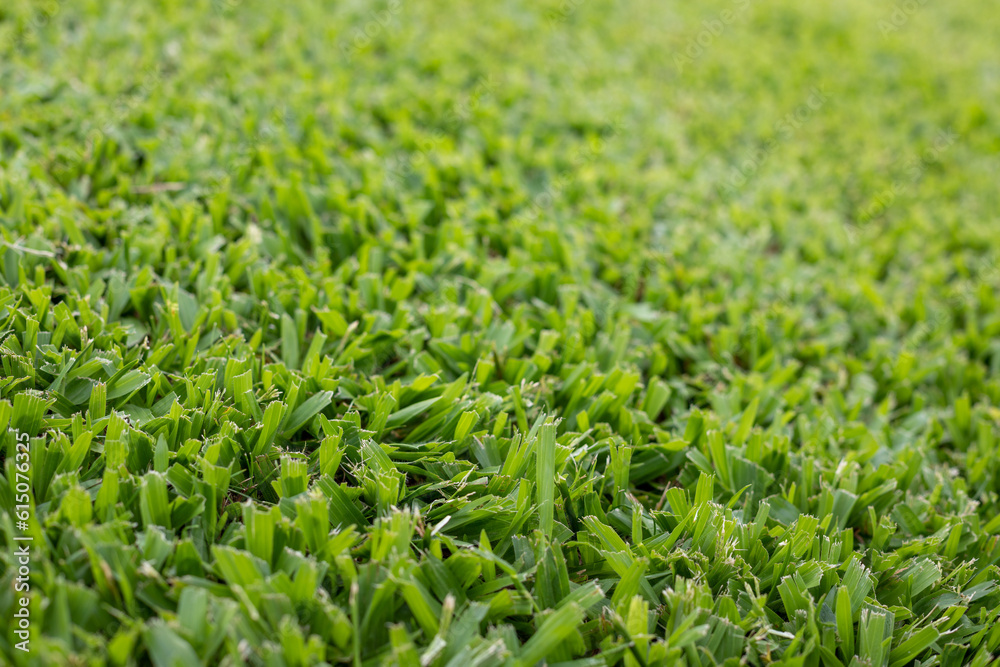 Green grass texture, Axonopus compressus Stock Photo | Adobe Stock
