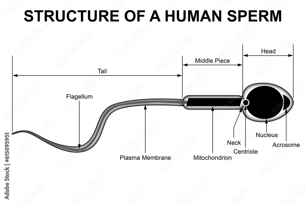 Human Sperm cell structure diagram Stock Illustration | Adobe Stock