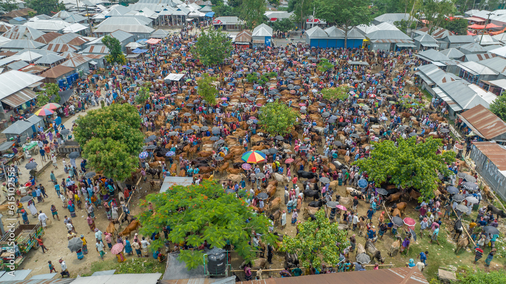 Thousands of cows are lined up to be sold at a bustling cattle market ...