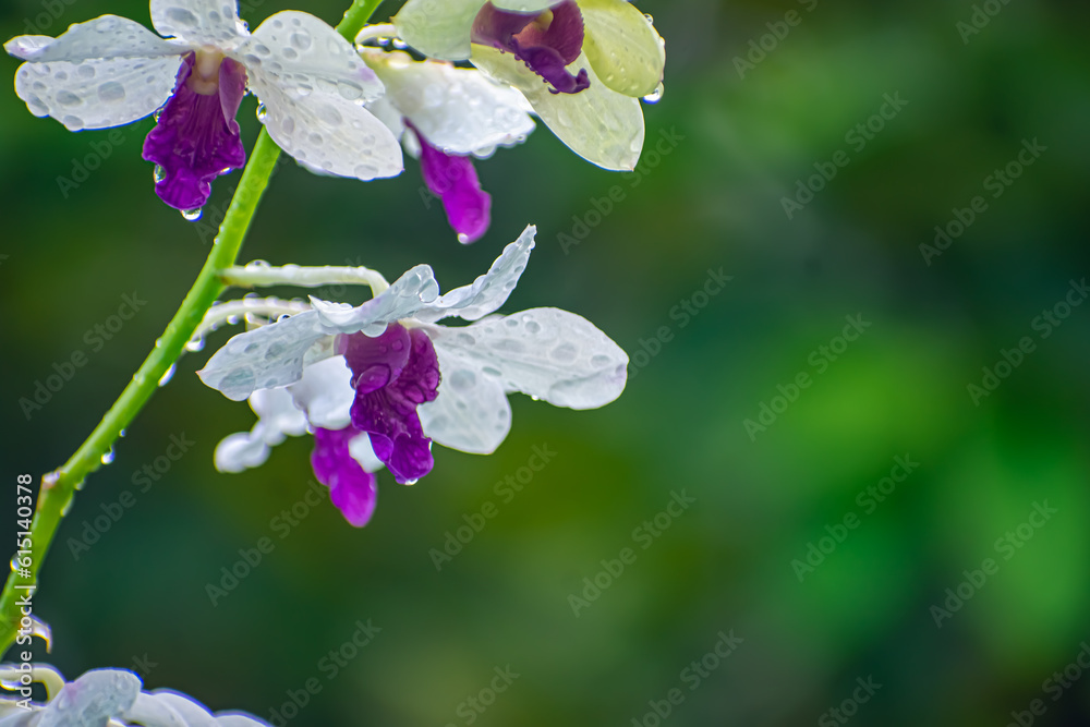 Orchids are plants that belong to the family Orchidaceae, a diverse and ...