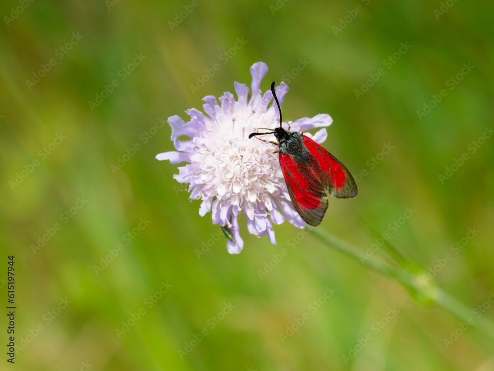Zygaena purpuralis | Transparent burnet moth. Wings with bright red ...