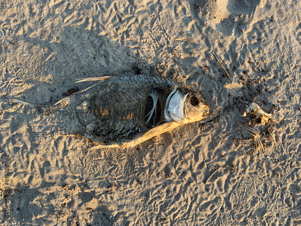 Dead fish and bones decompose on the shore of Lake Erie Ohio. Depicting ...