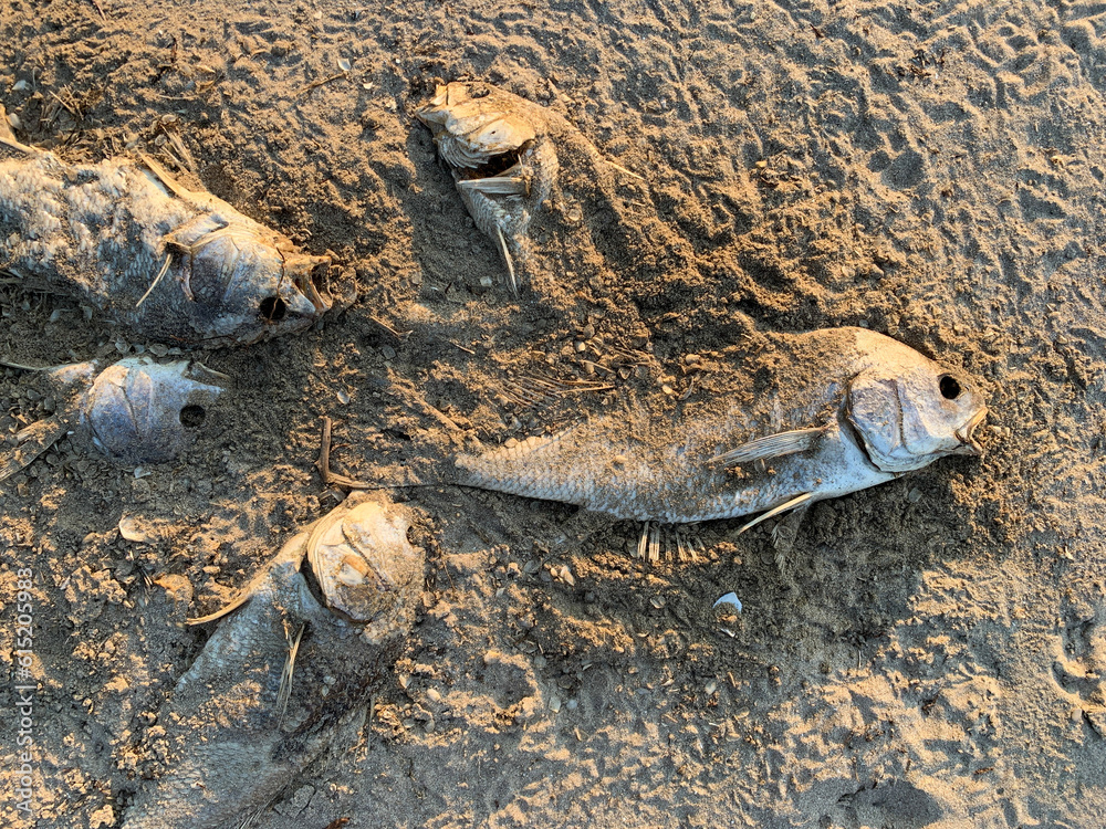 Dead fish and bones decompose on the shore of Lake Erie Ohio. Depicting ...