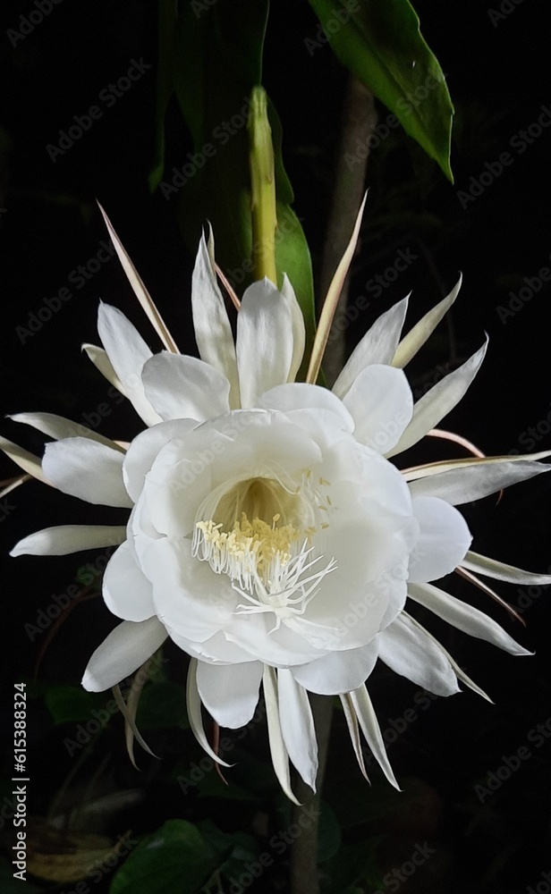 Broad Pedal Kadupul Flower - Epiphyllum oxypetalum (Flower from the ...