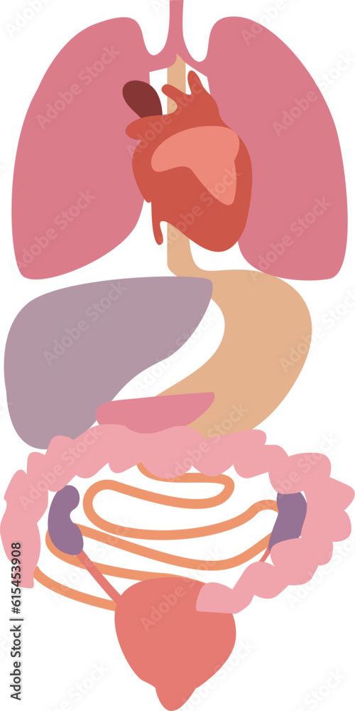 Human body internal organs vector illustration Stock Vector | Adobe Stock