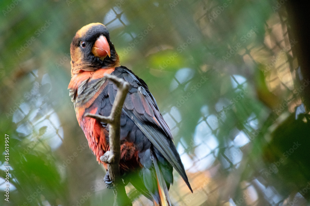 The dusky lory has an upper breast is black-barred. The ventral side ...