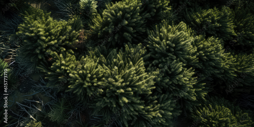Evergreen trees leaf texture. Dark green branches.Nature forest ...