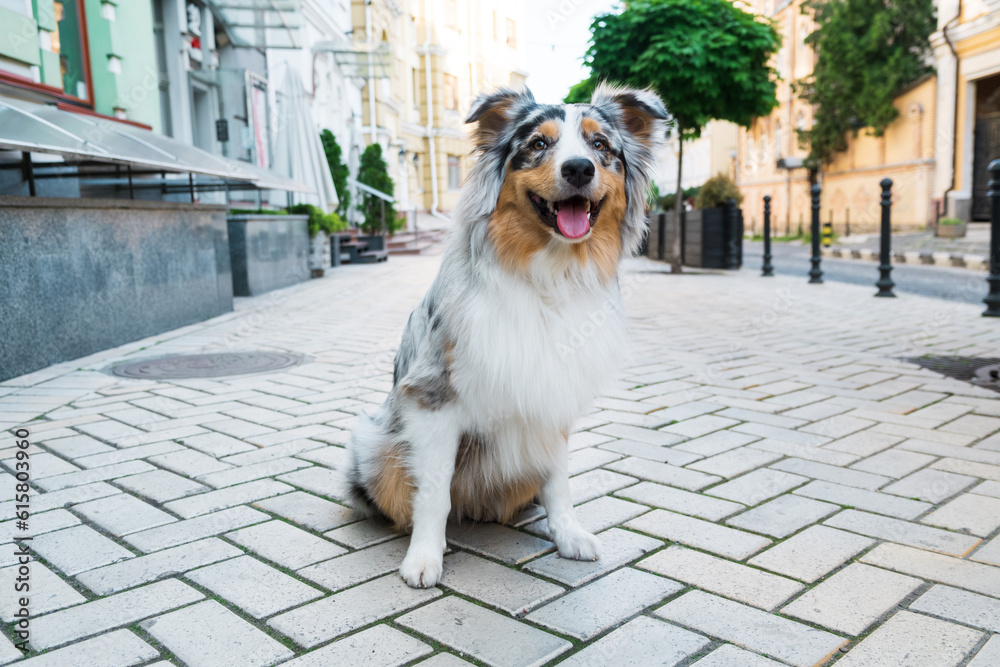 Cute happy australian shepherd dog sitting on a pavement. Blue merle ...