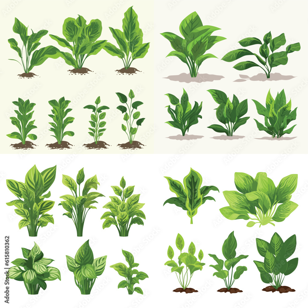 Green leaves hosta vector set isolated on white Stock Vector | Adobe Stock