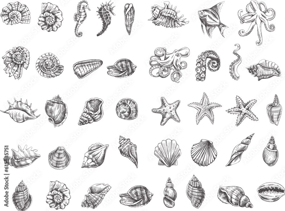 Seashells, octopus, fish, starfish, seahorses, ammonite vector set ...