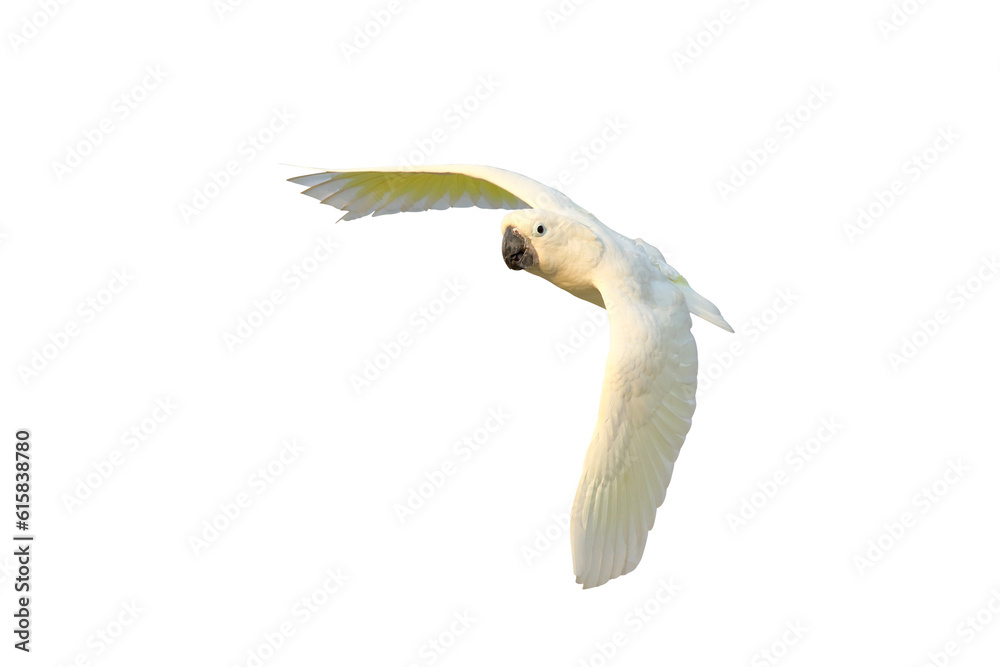 Beautiful of Cockatoo parrot flying isolated on transparent background ...