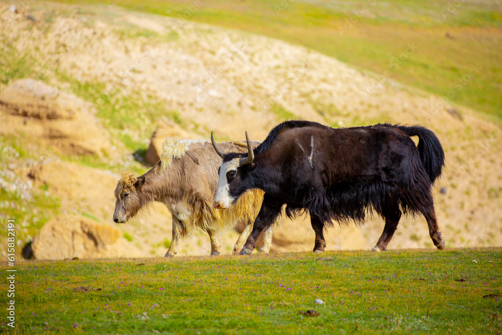 A herd of yaks graze in the mountains. Himalayan big yak in a beautiful ...