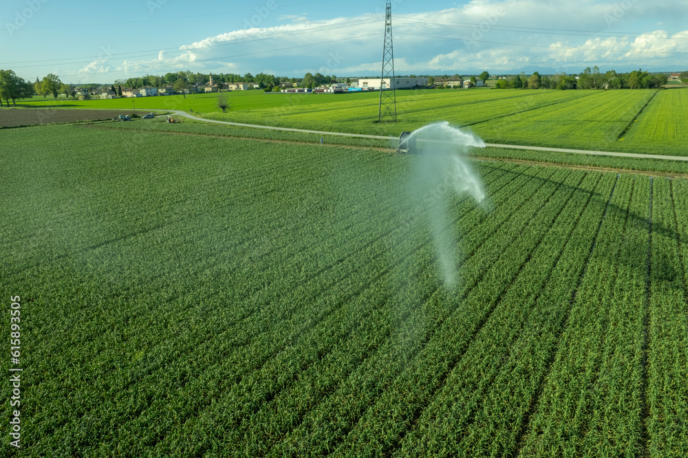 Rural field planted with garlic using hose reel system pumping water ...